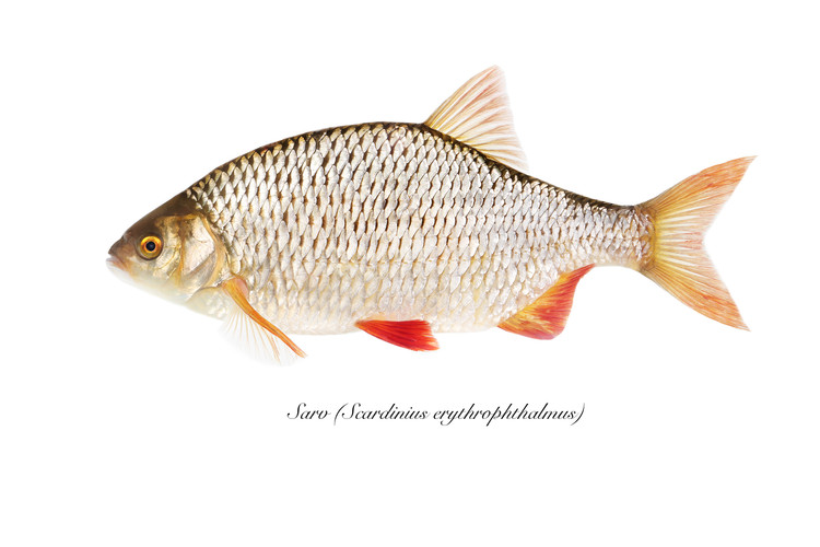 Sveriges sötvattensfiskar | Jörgen Wiklund