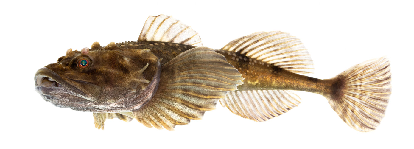 Fiskar A-J | Jörgen Wiklund